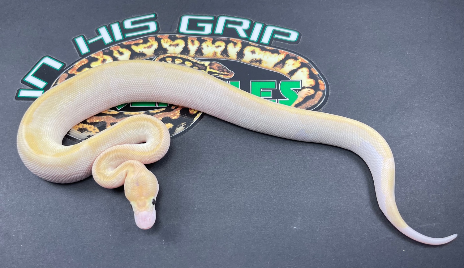 Lesser Champagne Het Paint! (Possible YB And Fire) Ball Python by In ...