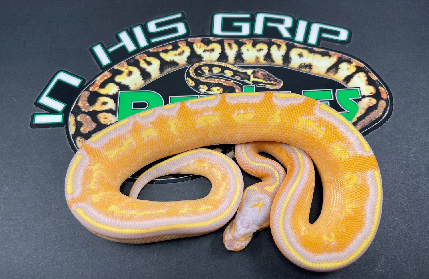 Banana Freeway FEMALE MAKER!!! Ball Python by In His Grip Reptiles ...