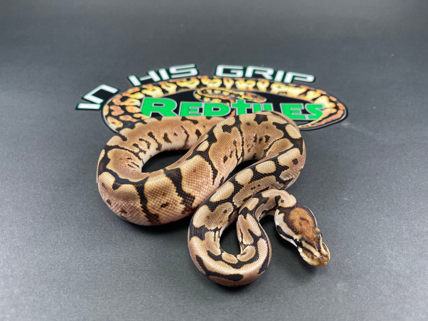 Black Pastel Spider Het Pied Ball Python by In His Grip Reptiles ...