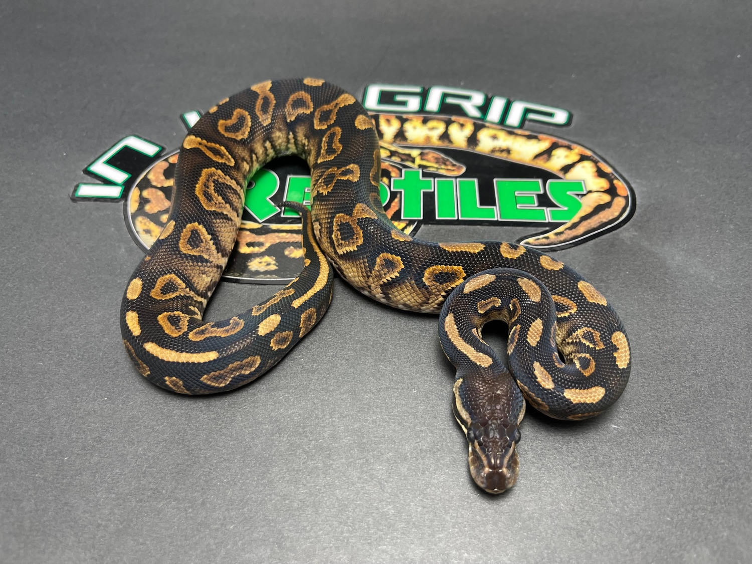 Cinnamon Asphalt/YB Ball Python by In His Grip Reptiles - MorphMarket