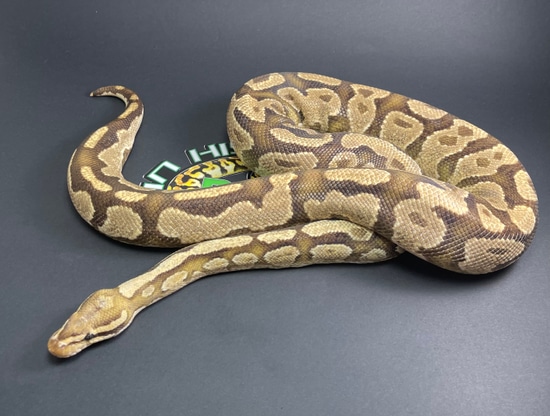 Brite Yellow Belly Ball Python by In His Grip Reptiles