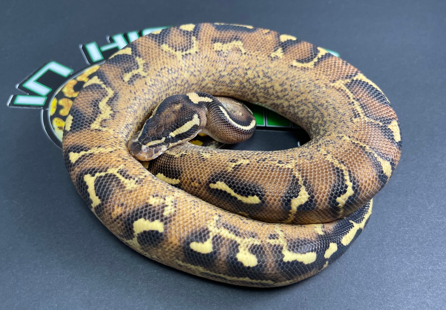 Freeway Ball Python by In His Grip Reptiles - MorphMarket