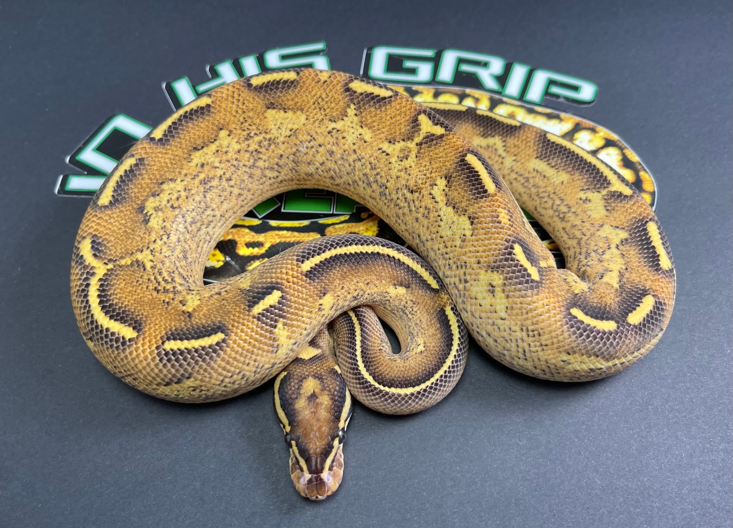 Freeway Ball Python by In His Grip Reptiles - MorphMarket