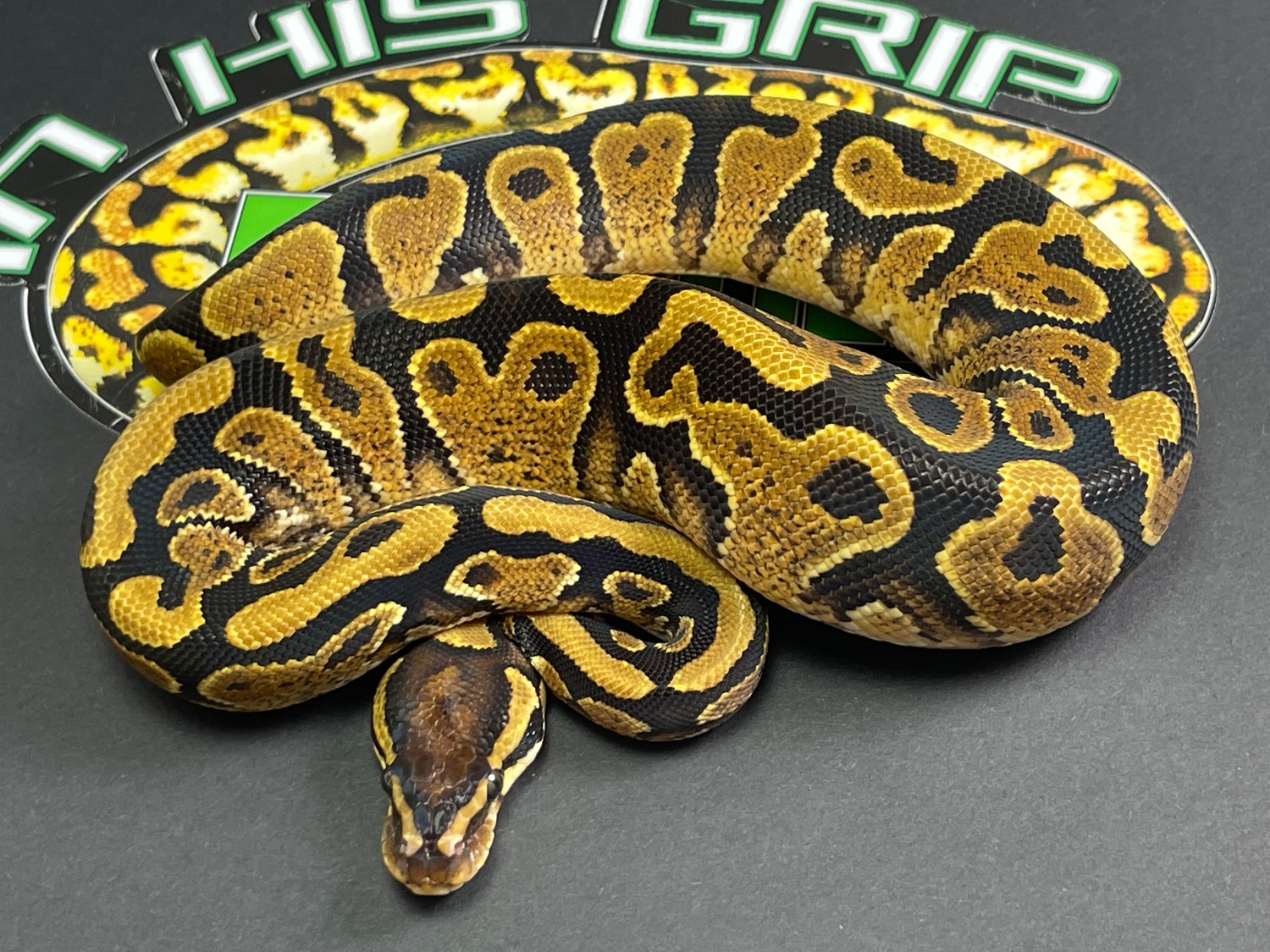 Yellow Belly Het Paint Ball Python by In His Grip Reptiles - MorphMarket