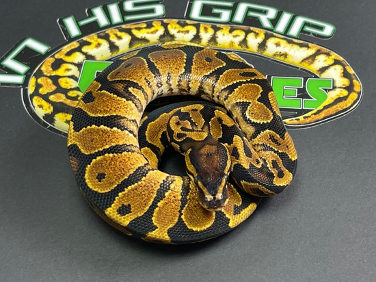Yellow Belly Het Paint Ball Python by In His Grip Reptiles