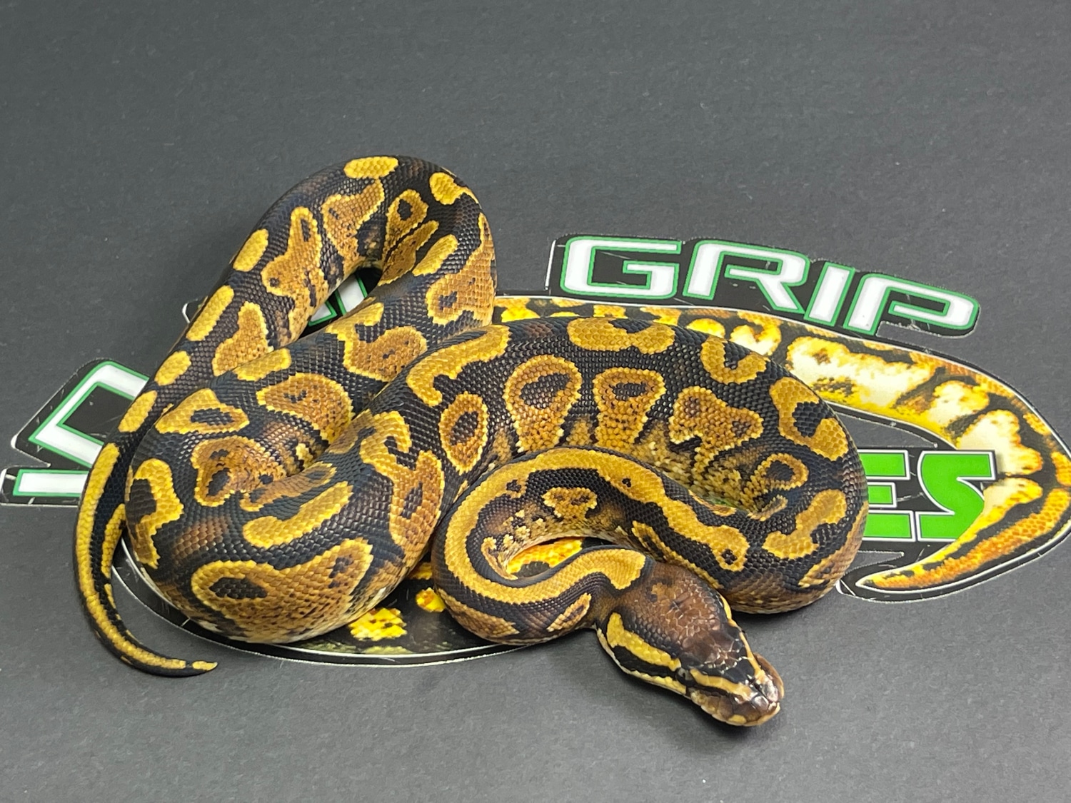 Yellow Belly Het Paint Ball Python by In His Grip Reptiles - MorphMarket