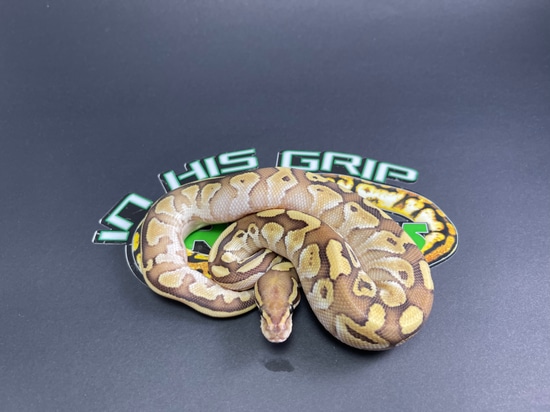 Lesser Het Ghost Possible Vanilla Ball Python by In His Grip Reptiles