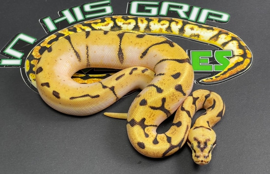 Enchi Pastel Spider Poss Het Pied Ball Python by In His Grip Reptiles