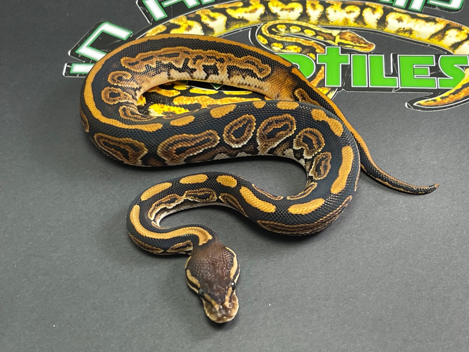 Black Pastel Het Pied Ball Python by In His Grip Reptiles - MorphMarket