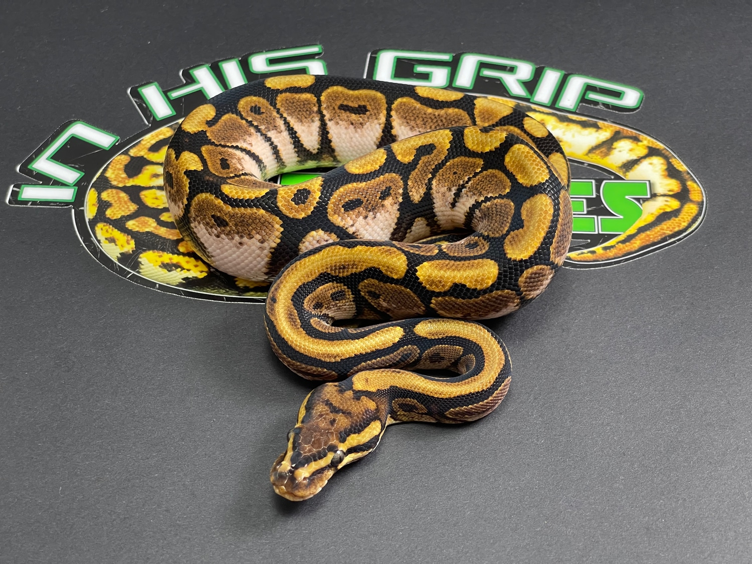 Spotnose Calico Ball Python by In His Grip Reptiles - MorphMarket