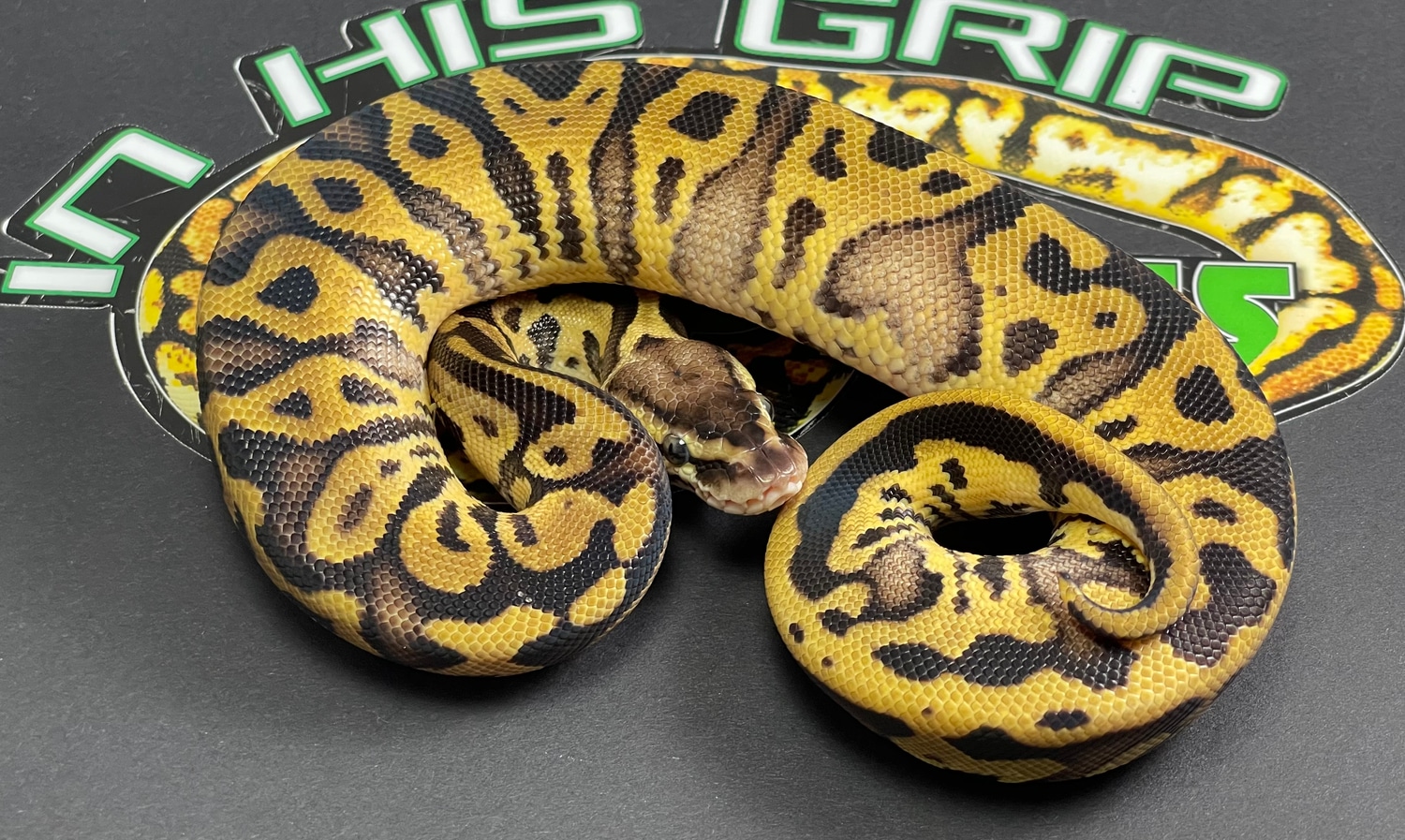 Pastel Leopard Specter/Yellow Belly Ball Python by In His Grip Reptiles ...