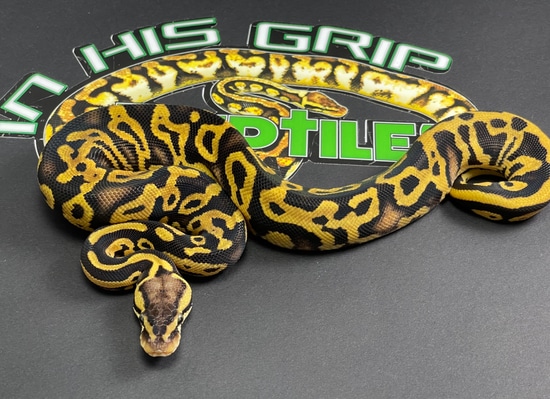 Pastel Leopard Specter/Yellow Belly Ball Python by In His Grip Reptiles