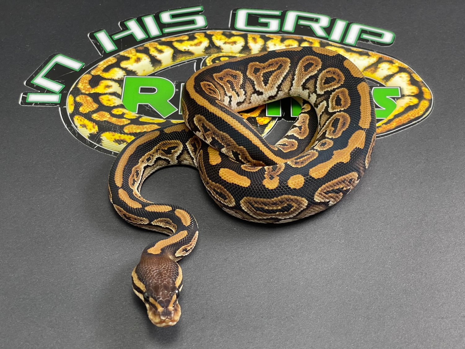 Black Pastel Het Pied Ball Python by In His Grip Reptiles - MorphMarket