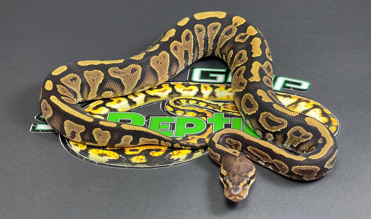 Redhead Yellowbelly Ball Python by In His Grip Reptiles - MorphMarket