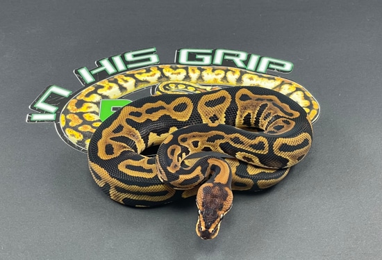Wookie Leopard Het Clown Ball Python by In His Grip Reptiles