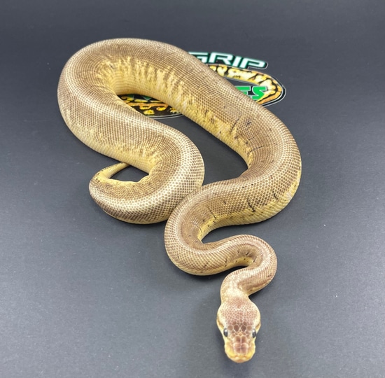 Pastel Cinnamon Calico Pinstripe Ball Python by In His Grip Reptiles