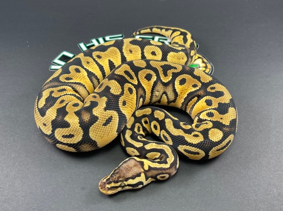 Pastel Asphalt OR Yellow Belly 100% Het Clown Ball Python by In His ...