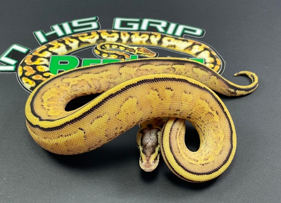 Pastel Super Stripe Ball Python by In His Grip Reptiles