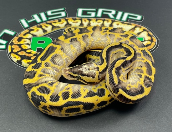 Leopard Pastel Freeway Ball Python by In His Grip Reptiles