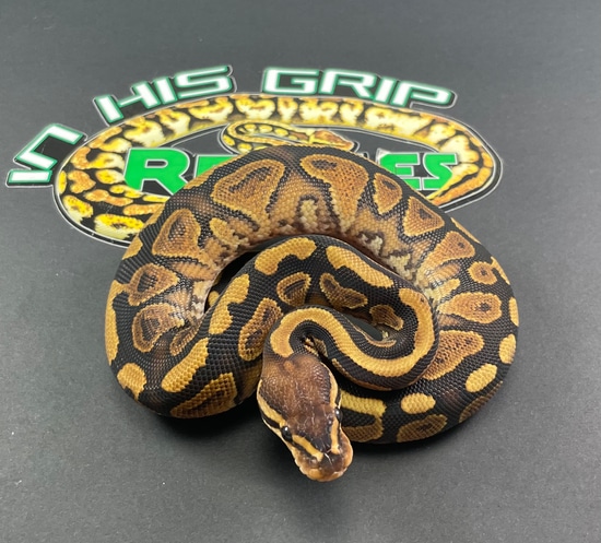 Redhead Yellow Belly Poss Het Hypo Ball Python by In His Grip Reptiles