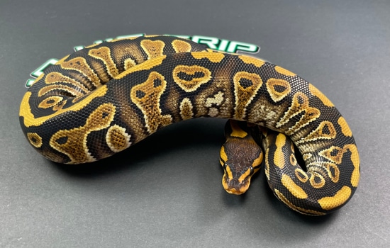 Wookie Het Clown Ball Python by In His Grip Reptiles