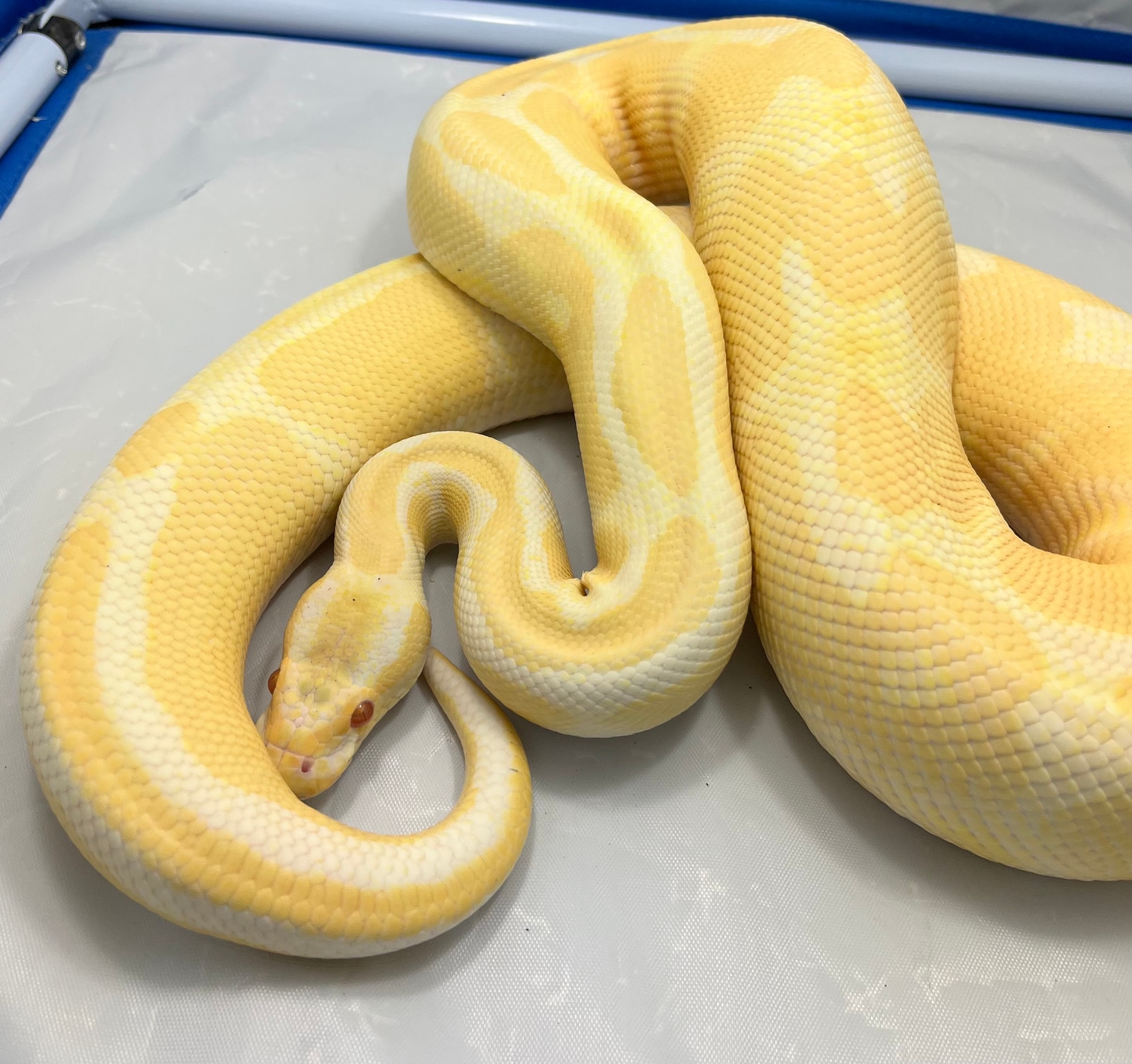 Adult Male Albino Ball Python by Wesley Ball Pythons - MorphMarket