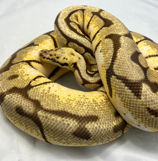 Daisy (Pastel Spider Het Clown 50% Het Albino) Ball Python by Wesley Ball Pythons
