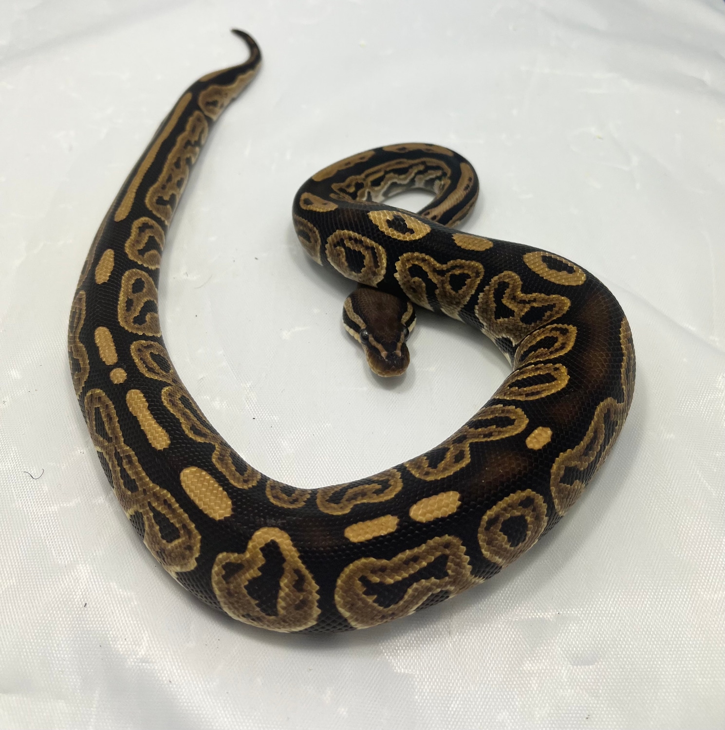 Black Pastel Triple Het VPI Axanthic, Albino, And Lavender Albino Ball ...