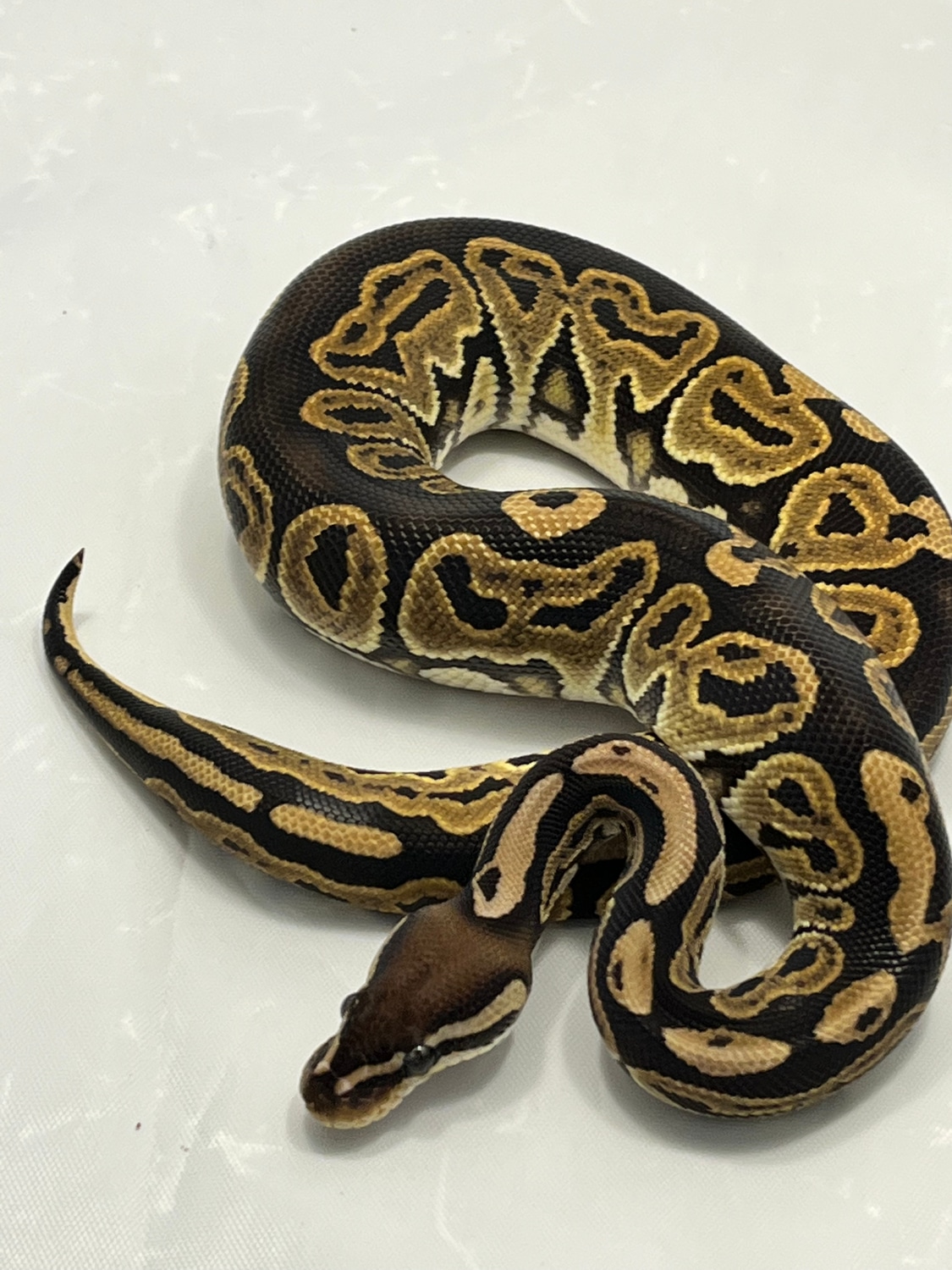 Black Pastel Triple Het VPI Axanthic, Toffee, And Lavender Albino Ball ...