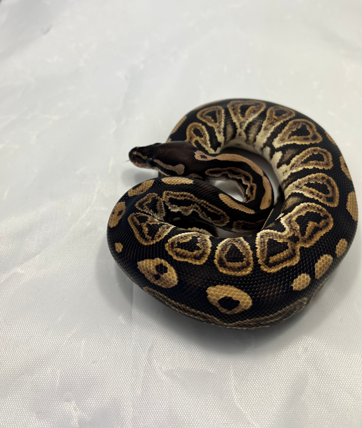 Black Pastel Triple Het VPI Axanthic, Toffee, And Lavender Albino Ball ...