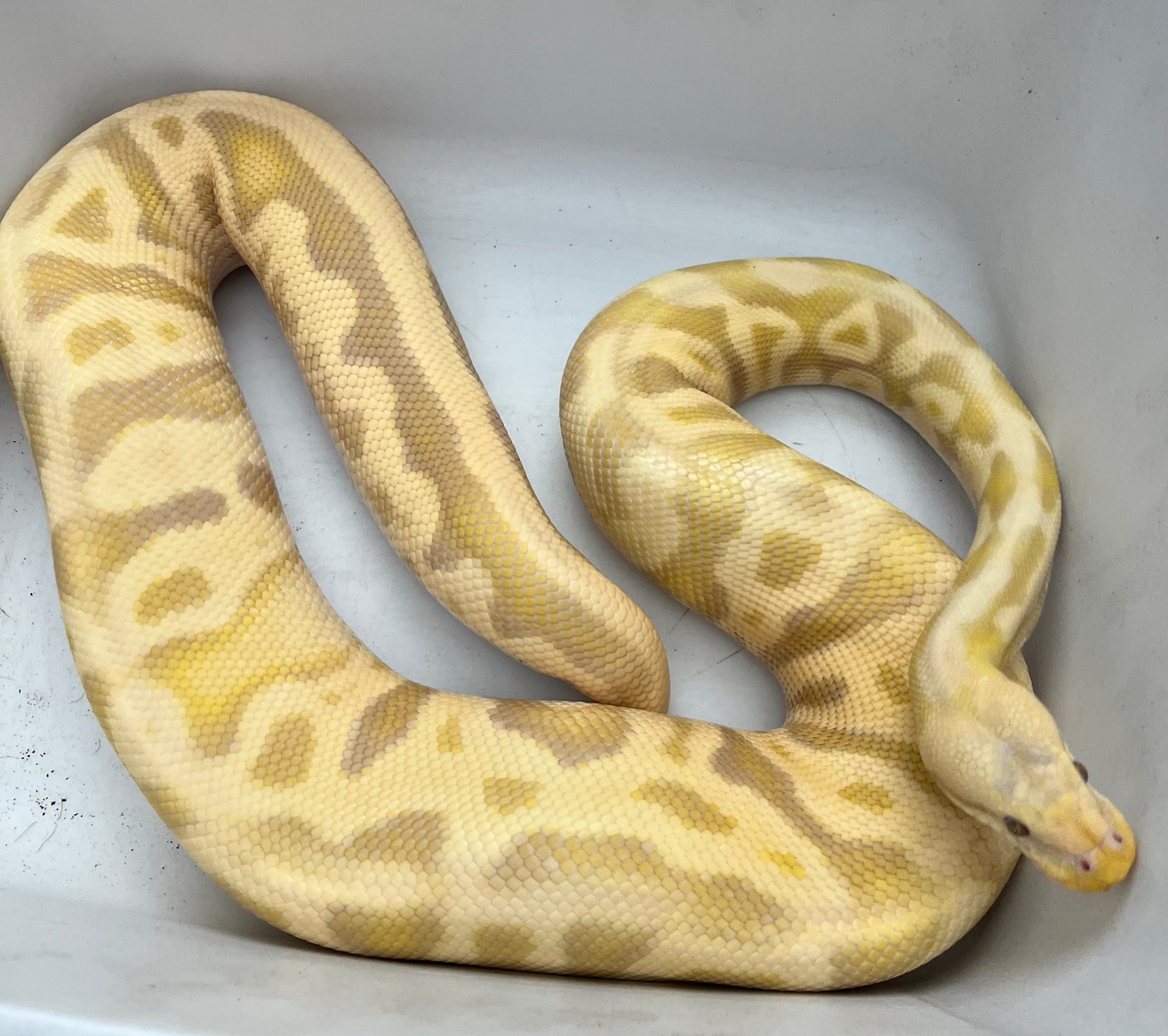 Daenerys (Pastel Leopard Candino/Toffino) Ball Python by Wesley Ball ...