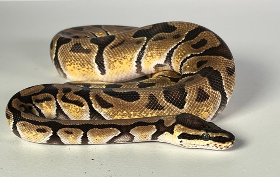 Nakia (Pastel Enchi Triple Het VPI Axanthic Lavender Albino Clown) Ball ...