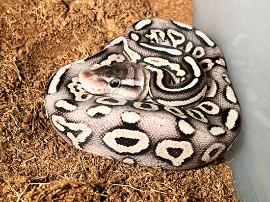Oya (Pewter Belly Het Albino 66% Het Clown) Ball Python by Wesley Ball ...