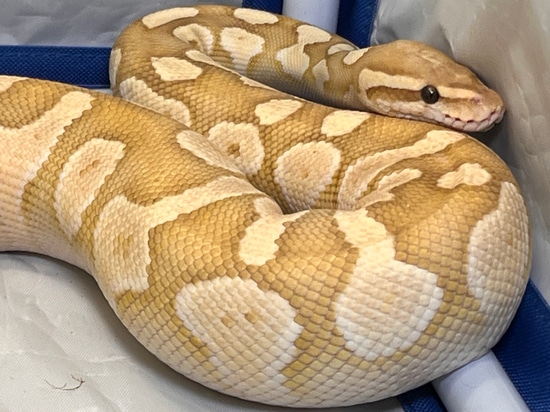 Jurgen (Banana Lesser Enchi Het Clown) Ball Python by Wesley Ball Pythons