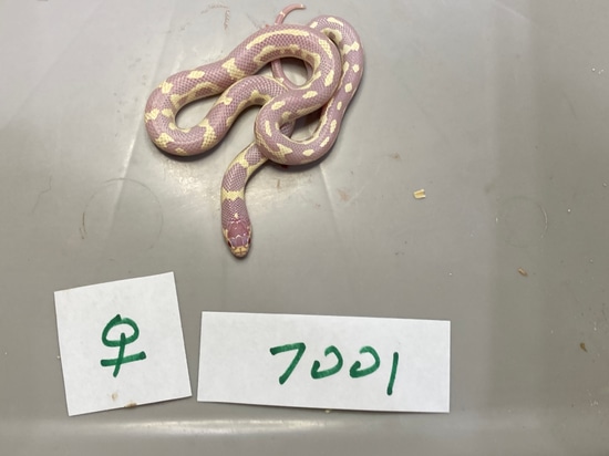Aberrant CalKing California Kingsnake by Wes Pollock