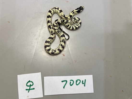 Female Aberrant CalKing California Kingsnake by Wes Pollock