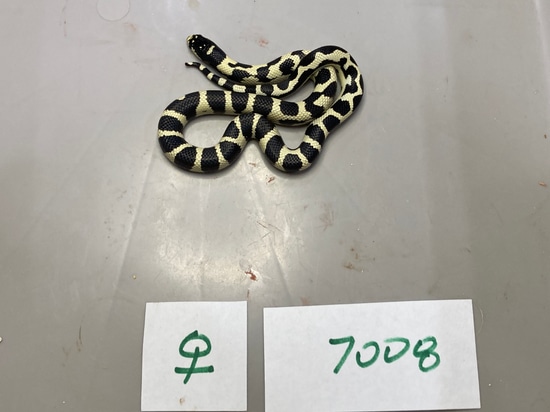 Heavy Black And White Aberrant California Kingsnake by Wes Pollock