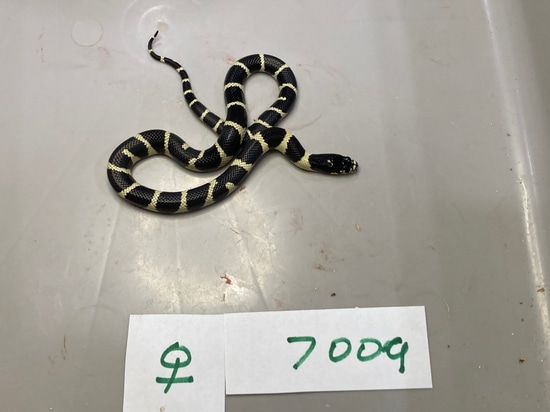 Classic Black And White Desert CalKing California Kingsnake by Wes Pollock