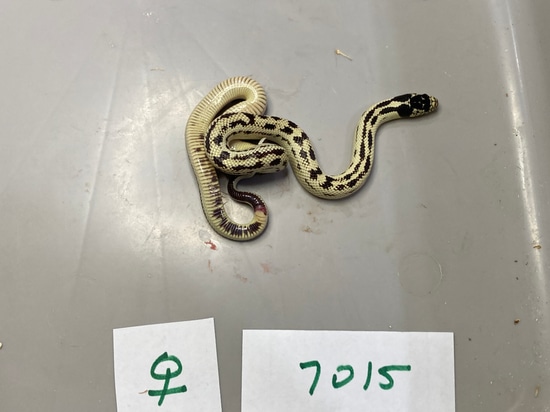 Female White Belly Aberrant California Kingsnake by Wes Pollock