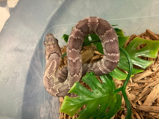 Lavender False Water Cobra More Colubrid by Wes Pollock