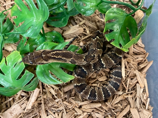 Het Lavender False Water Cobra by Wes Pollock