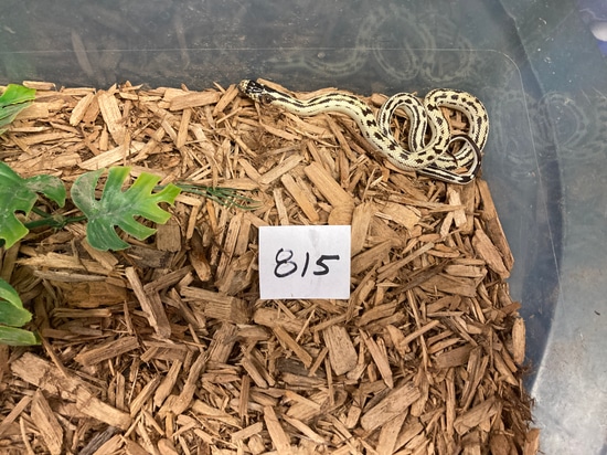 California King California Kingsnake by Wes Pollock