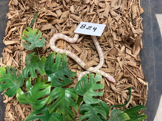 Albino Aberrant California King California Kingsnake by Wes Pollock