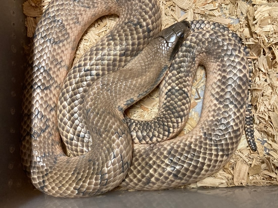 Hypo False Water Cobra by Wes Pollock