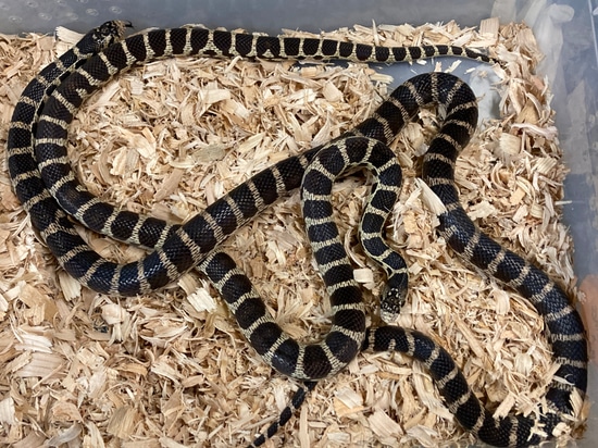 CalKing X Pacific Gopher More Colubrid by Wes Pollock