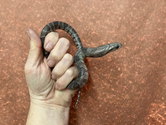Female Lavender False Water Cobra by Wes Pollock