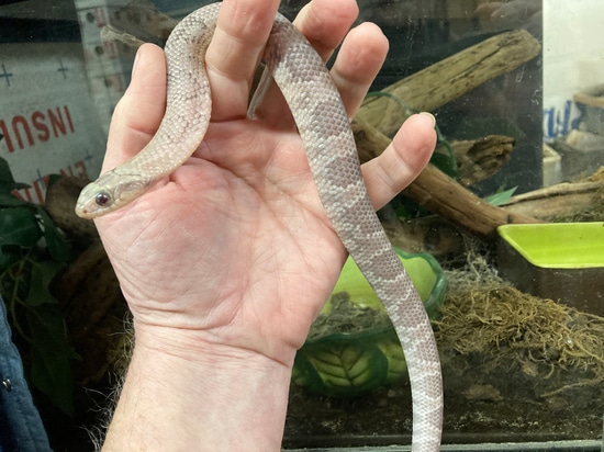 Lavender False Water Cobra by Wes Pollock