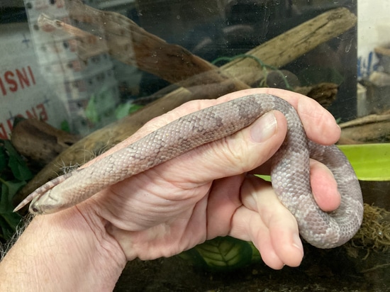 Lavender False Water Cobra by Wes Pollock