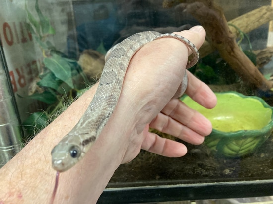 Female Lavender False Water Cobra by Wes Pollock