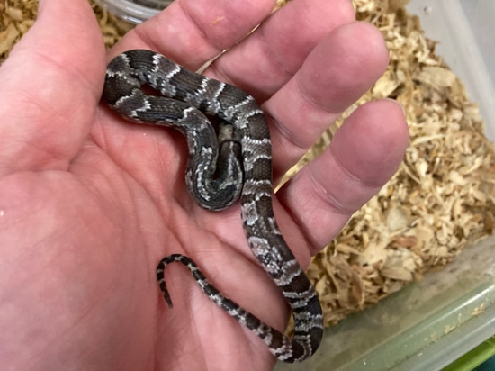 Ready To Be Your New Best Friend Lavender False Water Cobra by Wes Pollock